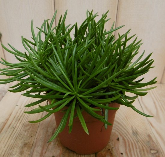 2 stuks! Senecio archeri himalaya | bol