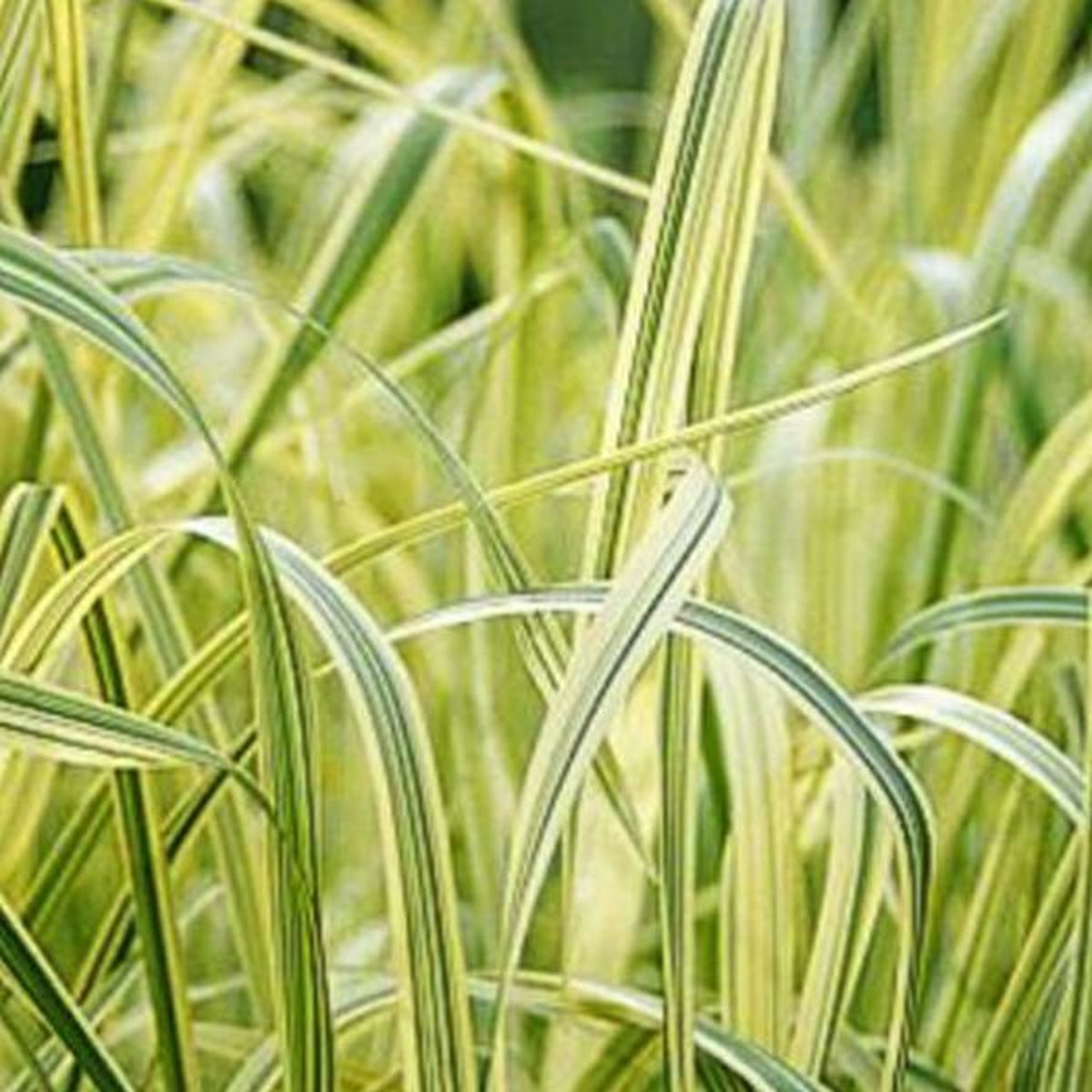 6 x Glyceria Maxima 'Variegata' - Liesgras pot 9x9cm | bol.com