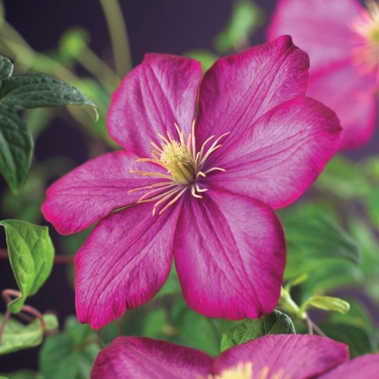 3 stuks - Van der starre - Klimplant Clematis Ville de Lyon 75 cm | bol