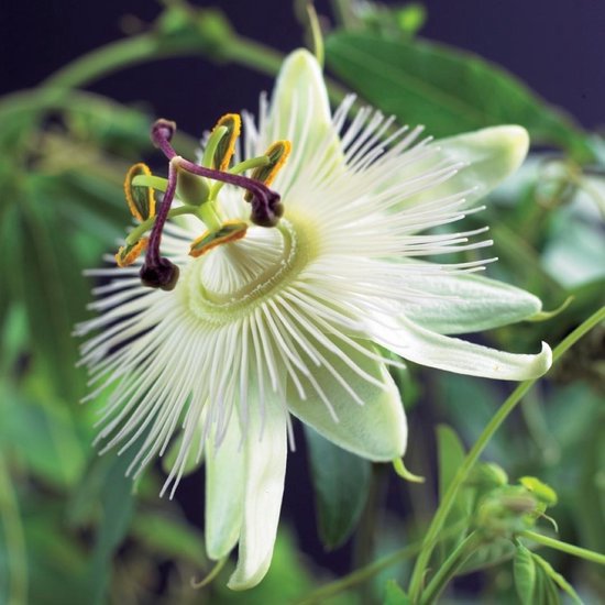 3 stuks - Van der starre - Klimplant Passiflora Constance Elliott... | bol