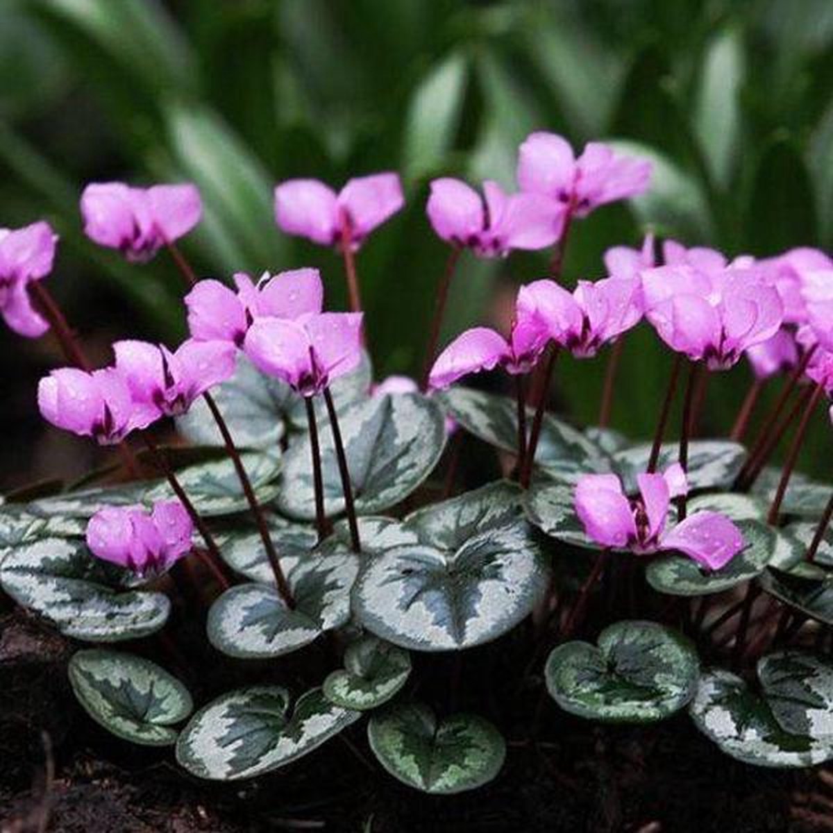 6 x Cyclamen Coum - Cyclamen de l'Ile de Cos godet 9cm x 9cm | bol.com