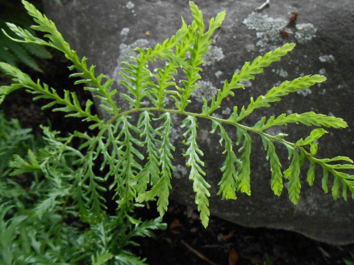 Dryopteris filix-mas 'Linearis Polydactyla' in 2 Ltr pot ...