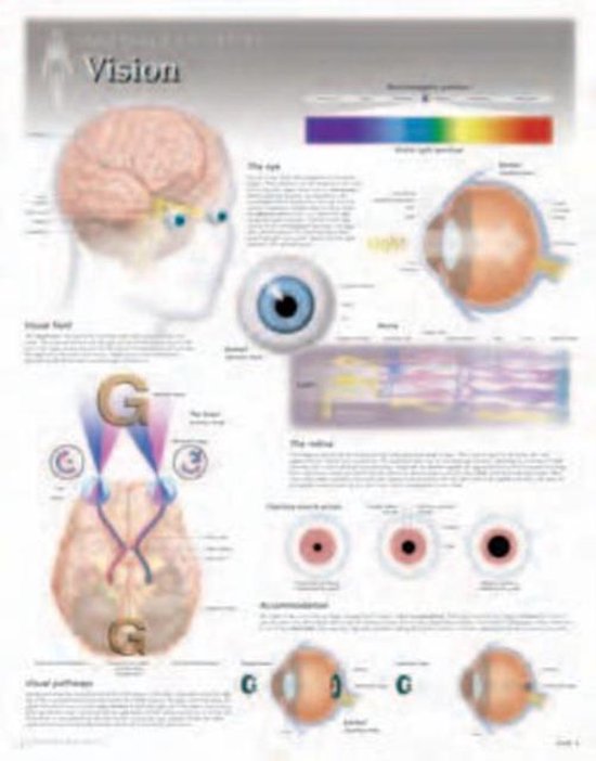 Vision Laminated Poster | 9781935612087 | Scientific Publishing ...