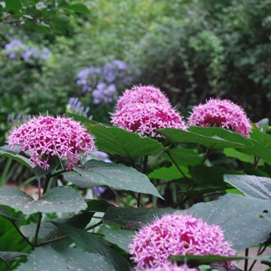 Clerodendrum Bungei - Kansenboom 50-60 cm pot | bol