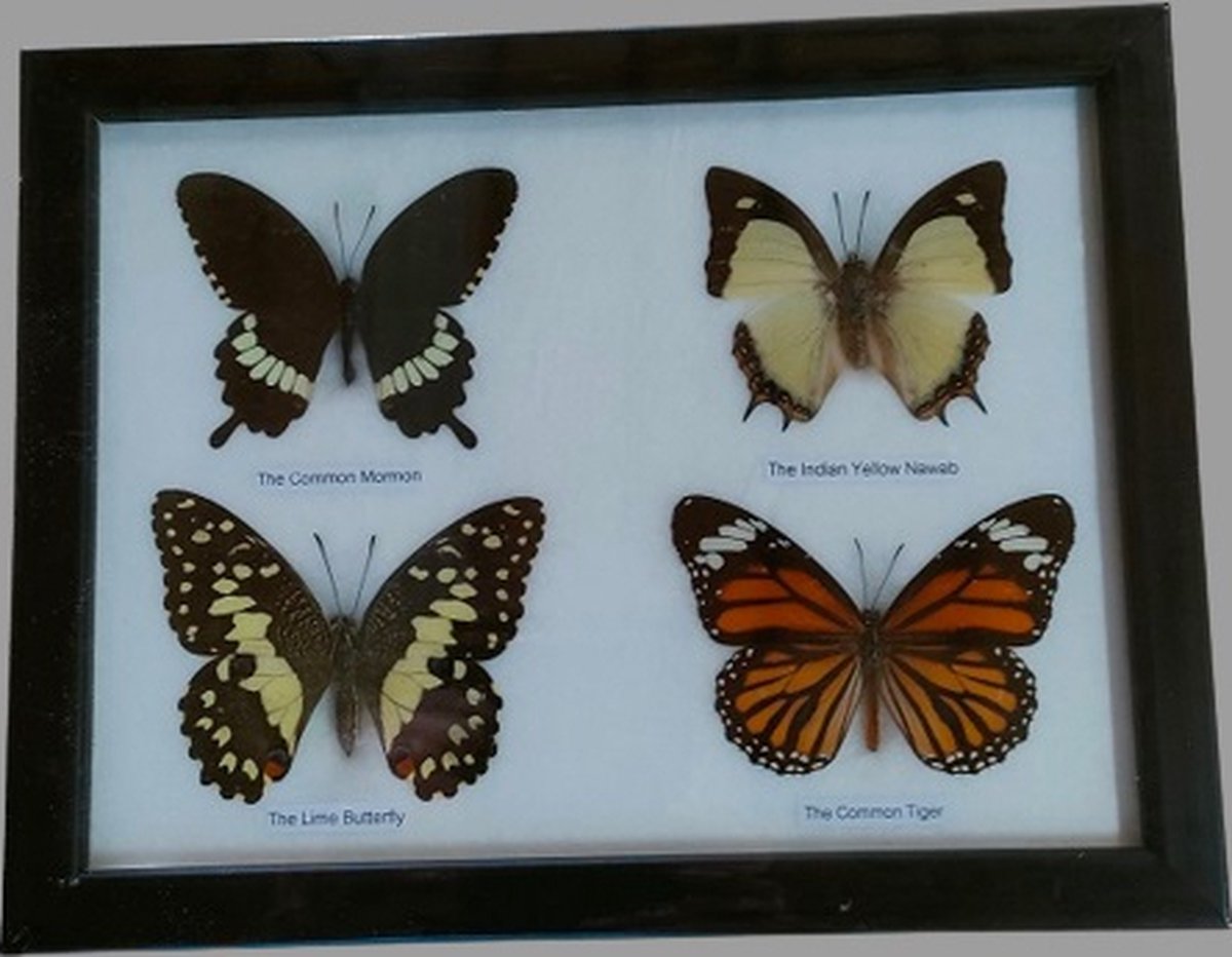 vlinder-vlinders-insect-insecten-opgezette vlinders-echte vlinders ...