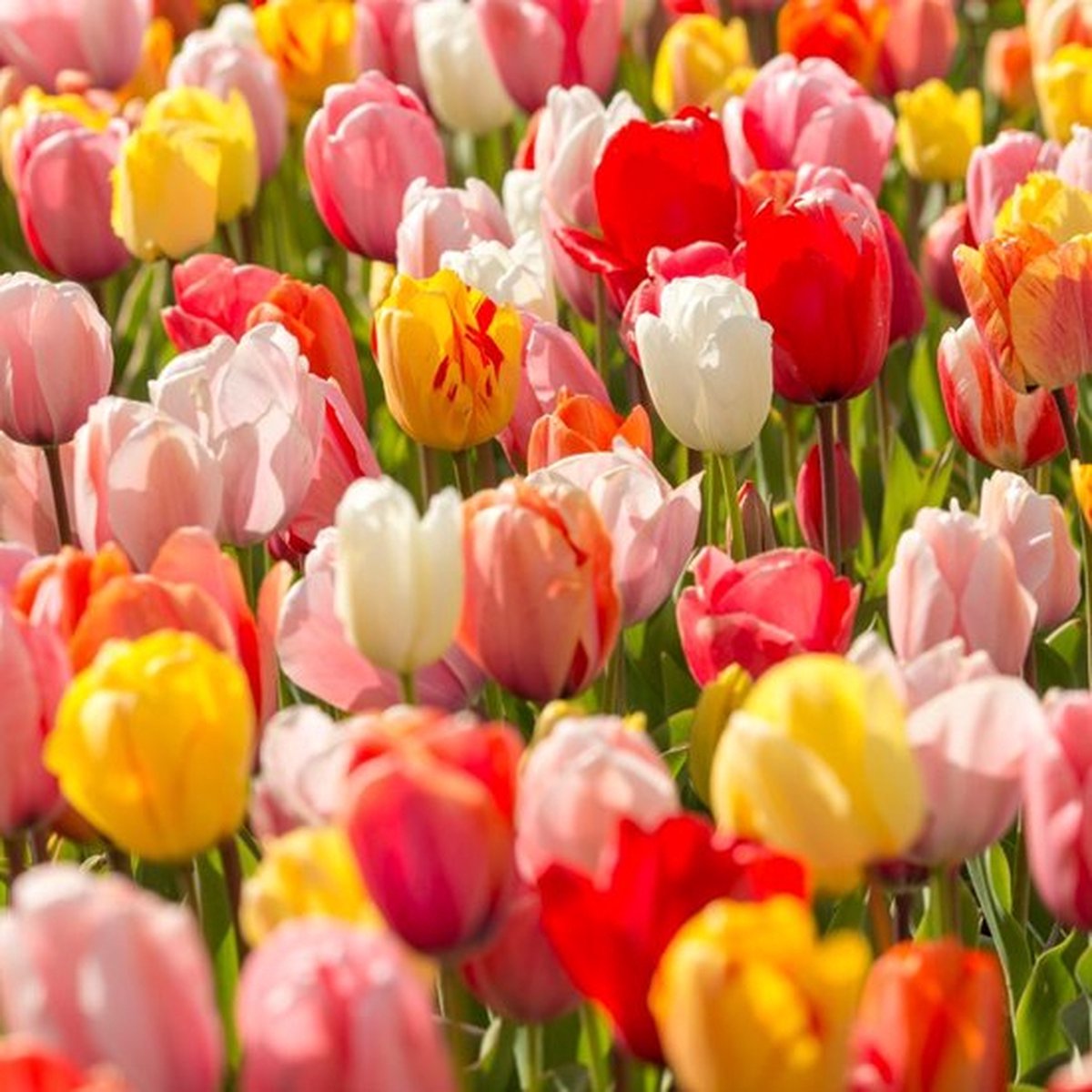 Jub Holland Bloembollen Tulpen Darwin Hybrid Mix - 50 Stuks - Hoge ...
