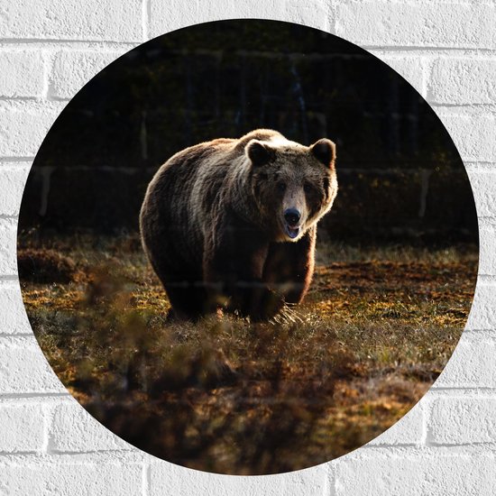 WallClassics - Muursticker Cirkel - Grizzlybeer in Natuur - 60x60 cm Foto op Muursticker | bol