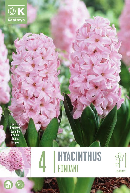 Zakje hyacintbollen - Hyacinthus 'Fondant' - Roze hyacint - 4 bollen ...