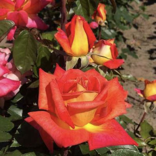 Rosa 'Piccadilly' - Roos in pot | bol