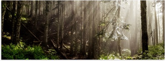 WallClassics - Poster (Mat) - Zonnestralen tussen Dunne Bomen door ...