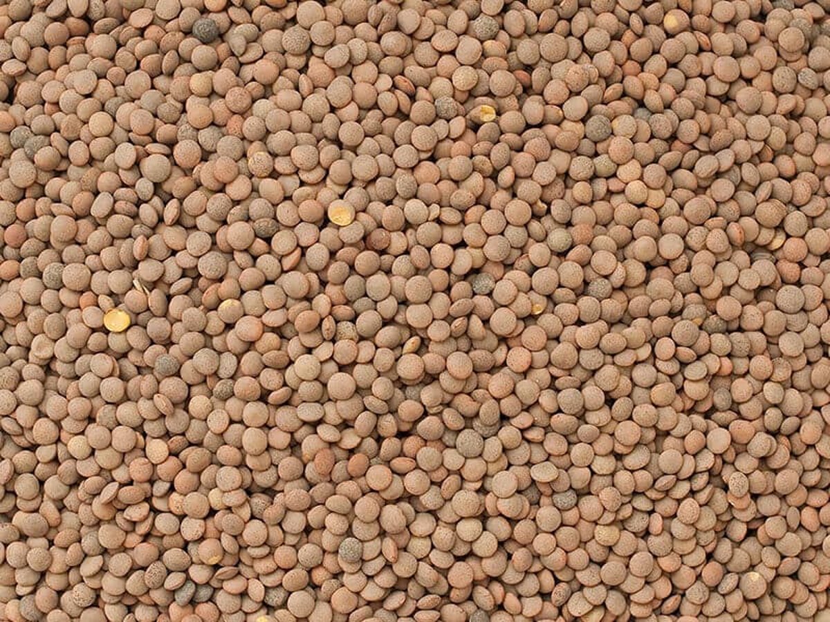 Bruine Linzen - Brown Lentils - 4kg (2x2kg) | bol.com