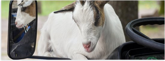 WallClassics - Poster (Mat) - Geit op de Motorkap - 90x30 cm Foto op ...