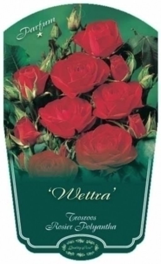 Rosa 'Wettra' - Roos in pot | bol