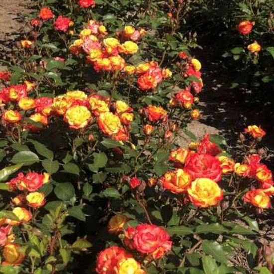 Rosa 'Rumba' - Roos in pot | bol