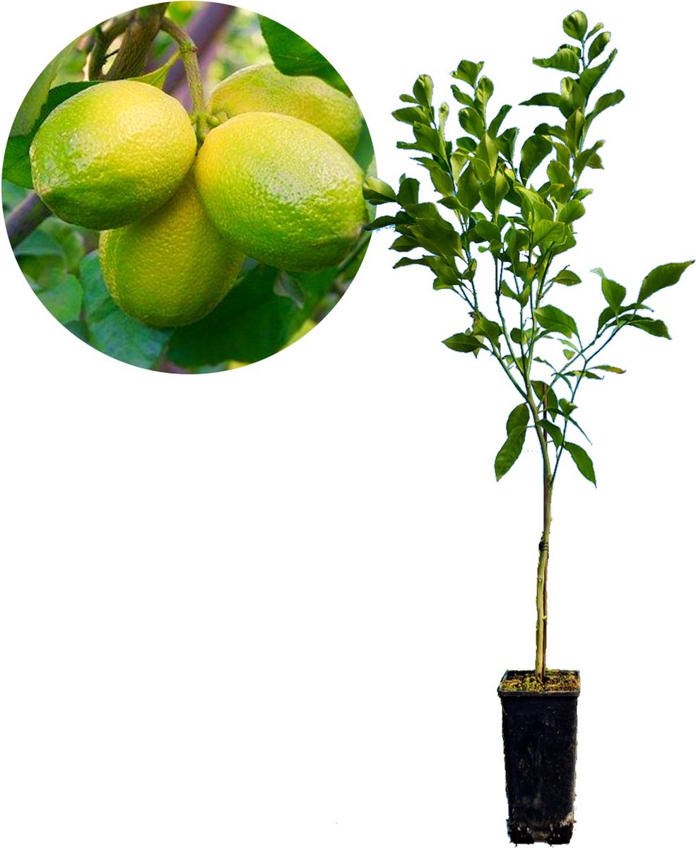 Set van 2 Citrus planten- Limoen & Citroen – Hoogte +60cm – 2 Liter pot ...