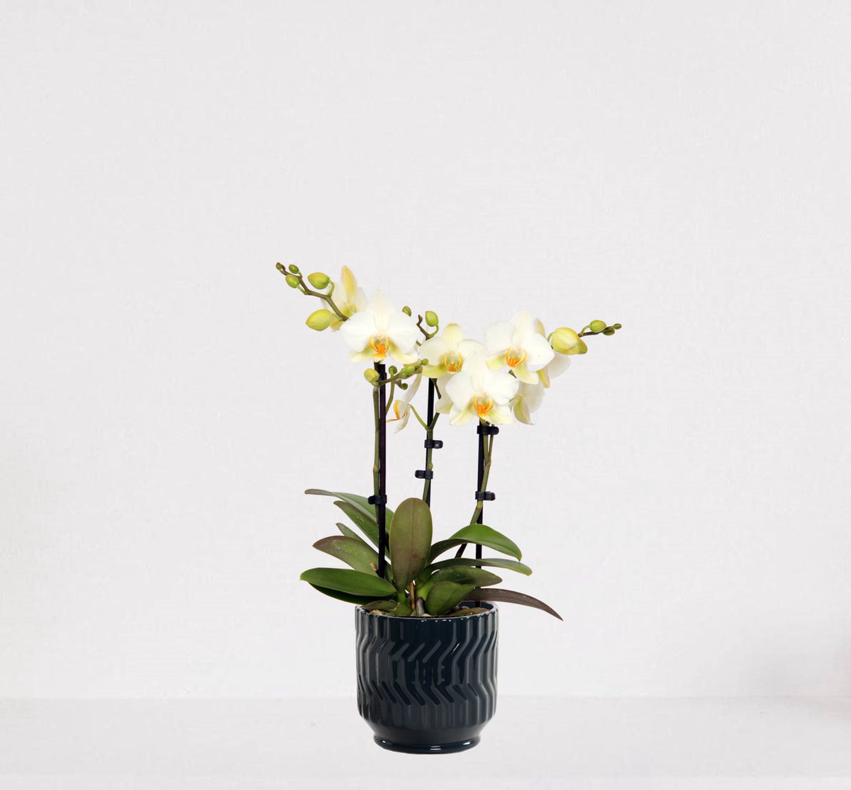Phalaenopsis Multiflora wit in sierpot Jacky Donker Blauw – bloeiende ...