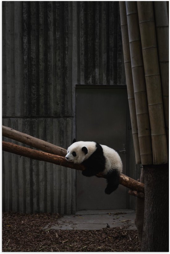 WallClassics - Poster (Mat) - Panda Slapend op een Boomstam - 70x105 cm ...