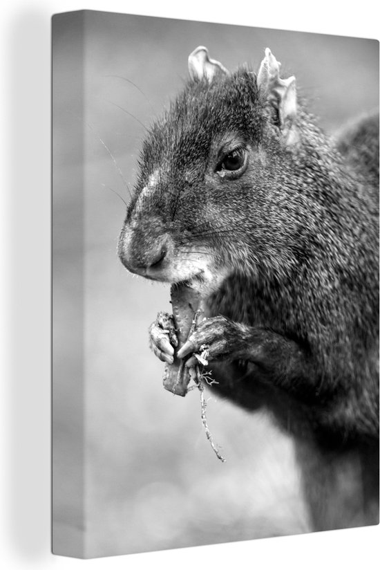 Canvas Schilderij Etende agoeti - zwart wit - 30x40 cm - Wanddecoratie ...