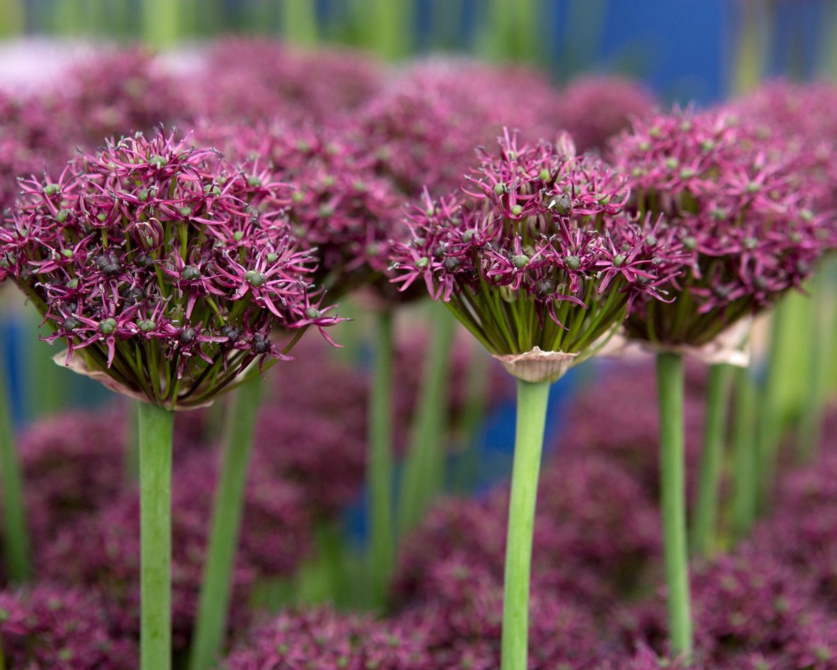 Allium atropurpureum - sierui - set van 15 stuks | bol.com