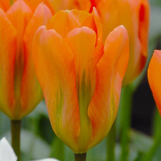 Tulp Orange Emperor | 10 stuks | Fosteriana | Oranje | Tulpenbollen | bol