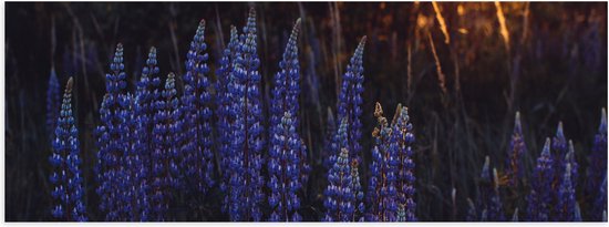 WallClassics - Poster Glanzend – Blauwe Lupine Plant - 90x30 cm Foto op ...