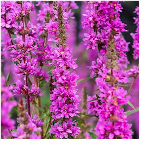 Moerings Lythrum Salicaria | Kattestaart | In 9CM pot | bol
