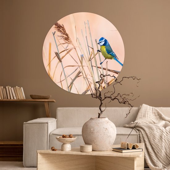 Behangcirkel - Vogel - Pimpelmees - Veren - Riet - Natuur - Zelfklevend behang -... | bol