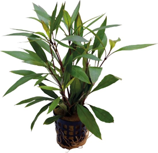 Aquafleur Hygrophila Corymbosa Thailand in 5 cm pot | bol