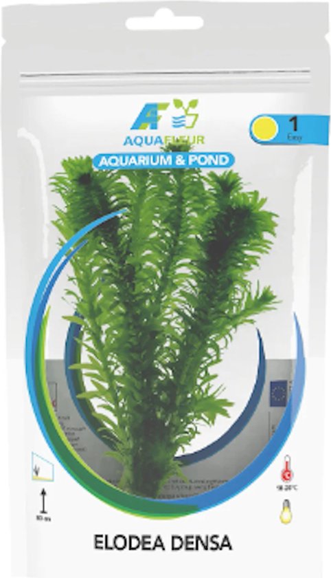 Aquafleur Elodea Densa | Waterpest | in Zak | bol