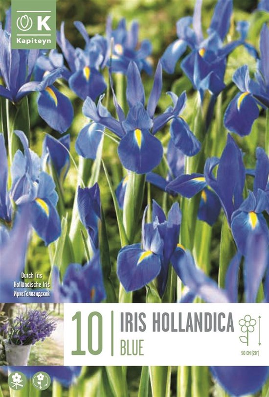 Zakje irisbollen - Iris hollandica 'Blue' - blauwe irissen - 10 bollen ...