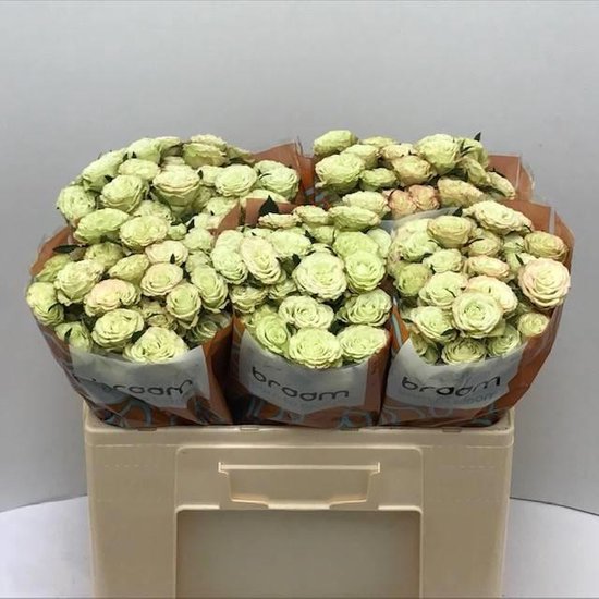 DutchFlowers - Boeket - 10x Rosa limousine 50cm | bol