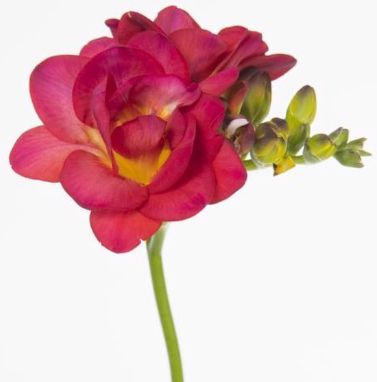 DutchFlowers - Boeket - 50x Freesia expression 50cm | bol