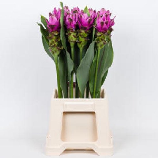 DutchFlowers - Boeket - 16x Curcuma siam shadow 60cm | bol