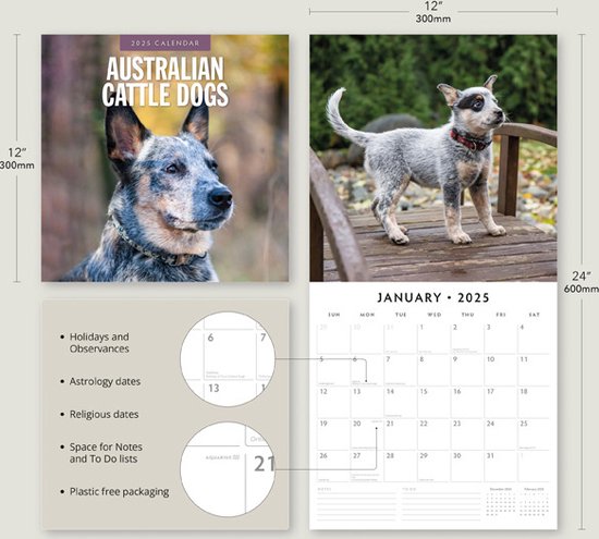 Australian Cattle Dog Kalender 2025 | bol