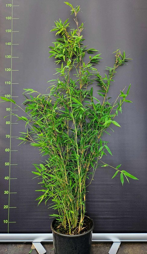 10 Meter Haag - 30x Fargesia Nitida Winter Joy Bamboe Planten - 5.5L ...