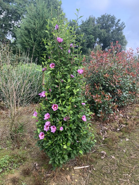 Rode Zuilvorm Hibiscus - Hibiscus syriacus ‘Flower Tower Ruby‘ 100-125 cm | bol
