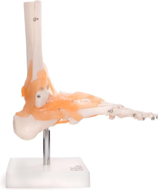 Anatomisch model enkelgewricht met flexibele banden - Levensgroot en ...
