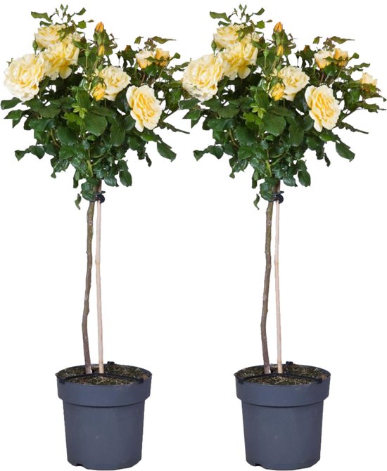 Plant in a Box - Rosa Palace 'Mysore’ - Set van 2 - Gele stamroos voor ...
