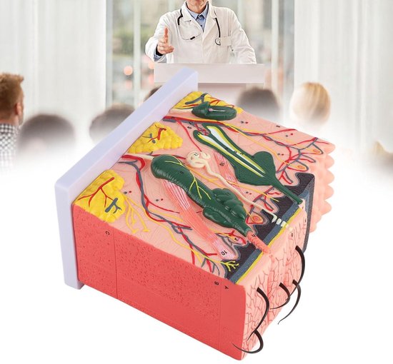 3D Huid Anatomie Model Met 50X Vergroting Voor Biologie en Dermatologie ...