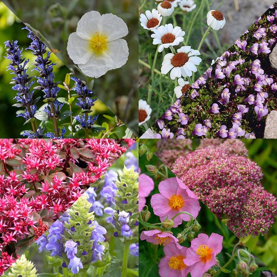 Borderpakket Rots en Alpineplanten | 8 stuks | Borderpakket | prachtige ...