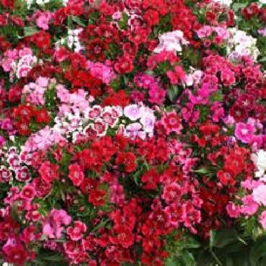 100x Dian.mix var.fust 50cm | bol