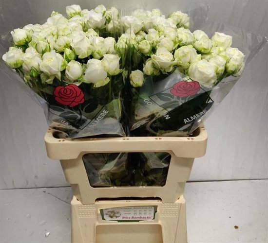 10x Rosa miss bombastic 60cm | bol