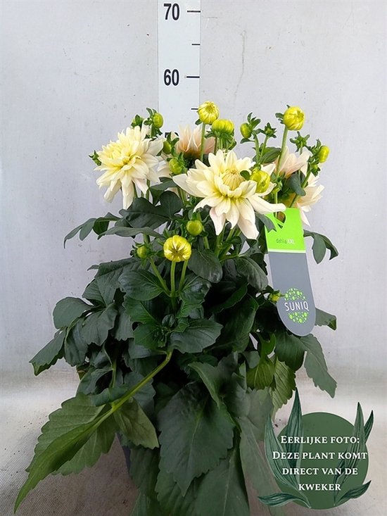 Dahlia DE 'XXL Aztec' patio - Hoogte 60cm - Potmaat 23cm ...
