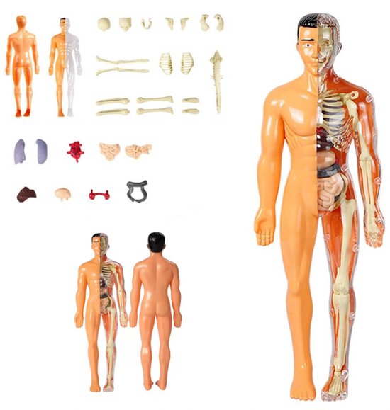 Anatomie Model - 30 Delig - Skelet Anatomie Kit - Anatomisch Model - Anatomie En... | bol