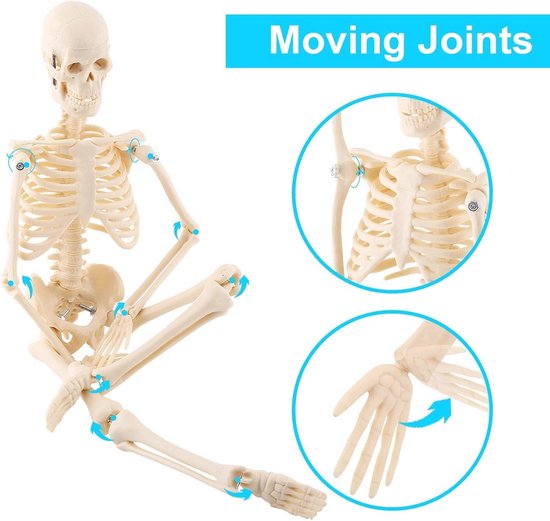 Levensgroot Menselijk Skelet Model met Beweegbare Ledematen en Gedetailleerde Anatomie | bol