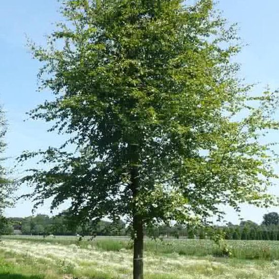 25 x FAGUS SYLVATICA - Groene beuk 60 - 80 cm blote wortel -goed voor 5 ...