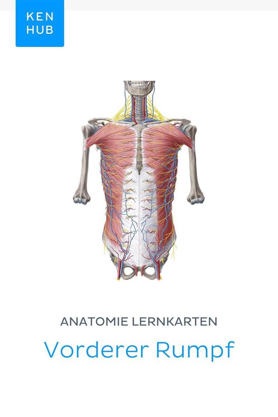 Anatomie Lernkarten: Vorderer Rumpf (ebook), Kenhub | 9783962982126 ...
