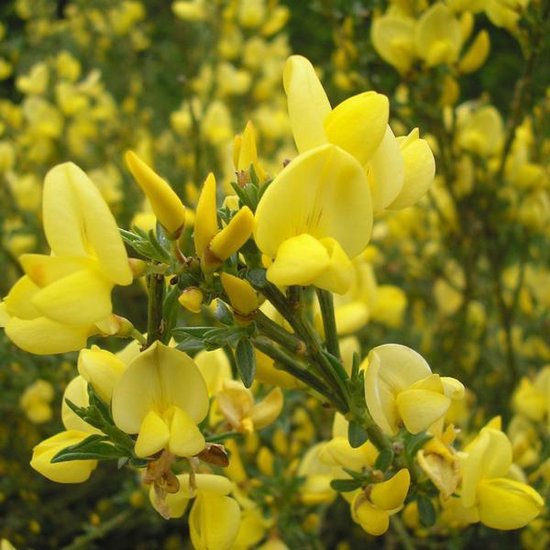 Cytisus Praecox 'Allgold' - Brem - 40-60 cm in pot: Vroegbloeiende brem ...