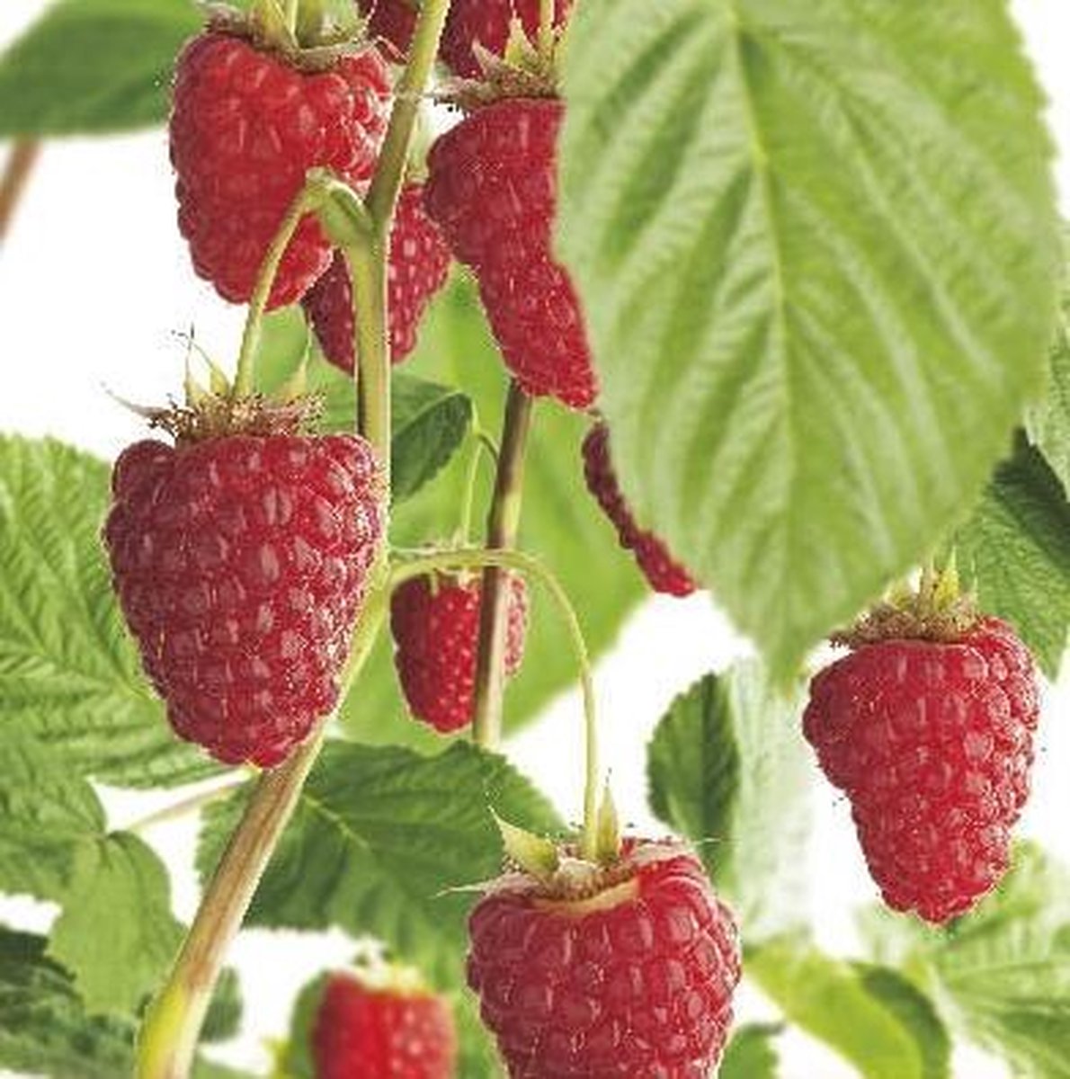 Rubus idaeus Autumn Bliss | bol.com