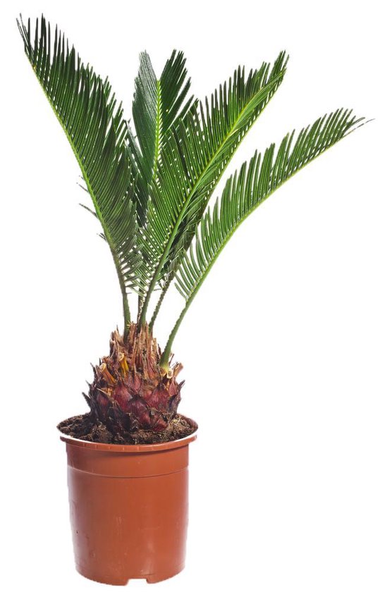 Palm Focus 300ml - Speciaal ontwikkeld voor palmen en cycas! | bol